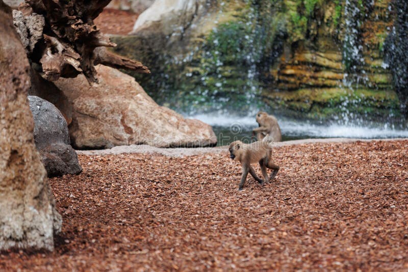 Old World Monkey, Family of Primates Known Taxonomically As the ...