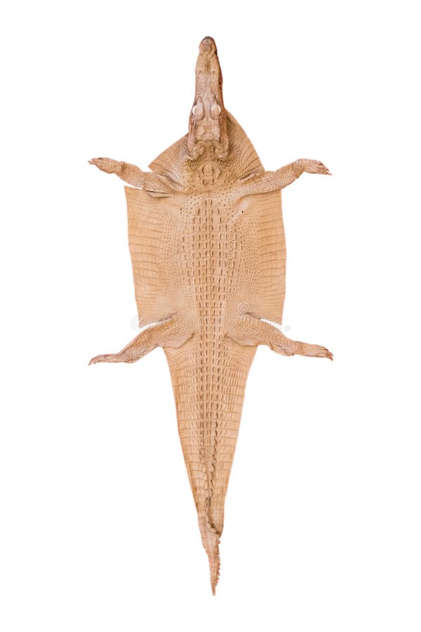 Alligator Skin: Useful As Texture Or Background Stock Image - Image of ...