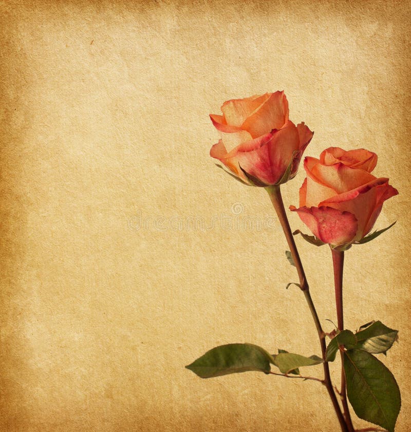 Old Paper with Two Dark Red Roses Stock Photo - Image of page ...