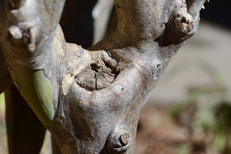 An Old Wound on a Tree Shown Where it Was Cut before a Long Time Ago ...