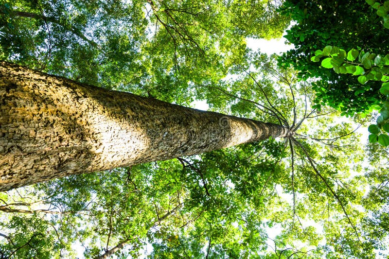 Old Yang Na Tree in Chiang Mai Province Stock Photo - Image of life ...
