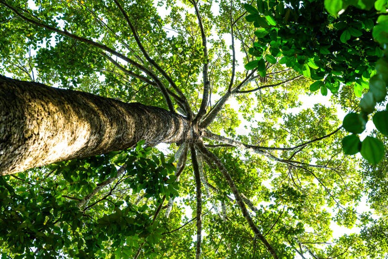 Old Yang Na Tree in Chiang Mai Province Stock Image - Image of natural ...