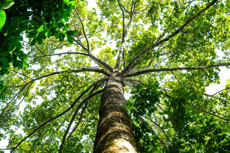 Old Yang Na Tree in Chiang Mai Province Stock Photo - Image of gurjan ...