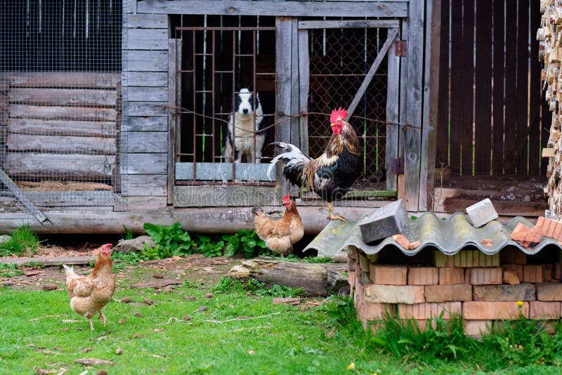 An Old Yard Where Chickens, a Rooster and a Dog Walk in an Old Barn ...