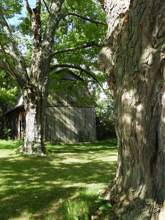 Old 200 Year Old Trees and Barn in Churchyard in Scipio NYS Stock Photo ...