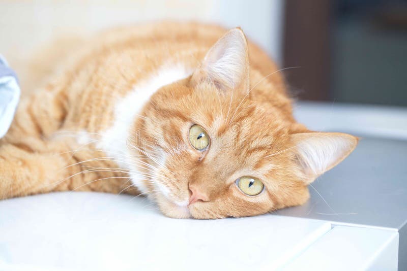 Old Yellow Cat is Looking with the Eyes Stock Photo - Image of ears ...