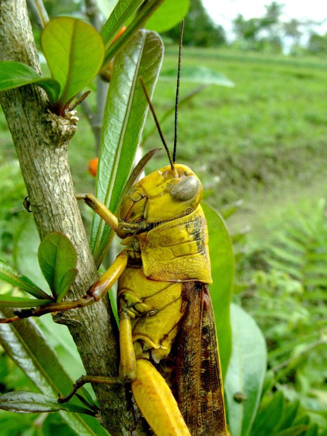 An Old Yellow Grasshopper Perched on a Branch of a Tree Stock Photo ...
