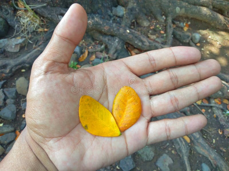 Old Yellow Leaf on Human Finger Hand Stock Photo - Image of love ...