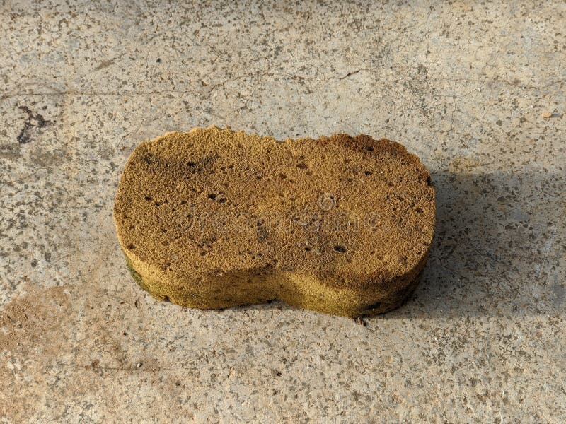Old Yellow Sponge on the Floor Stock Image - Image of geology, wildlife ...