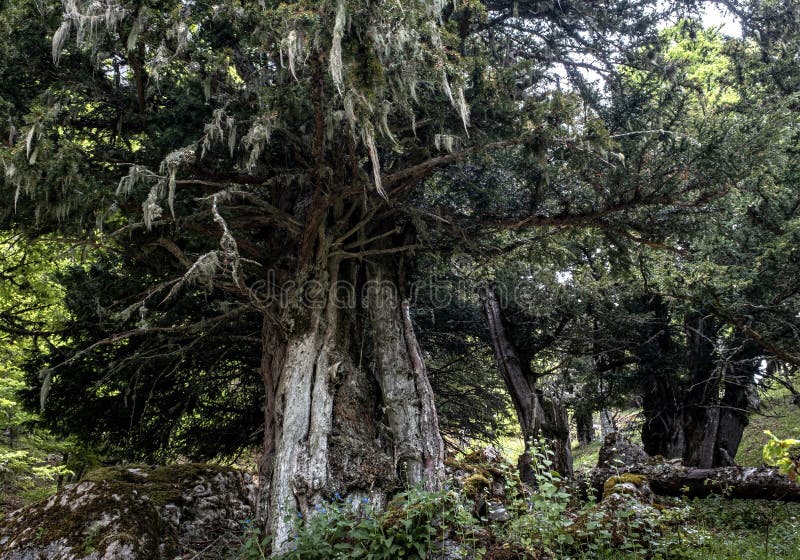 Old Yew Tree Covered by Lichens Stock Photo - Image of english ...