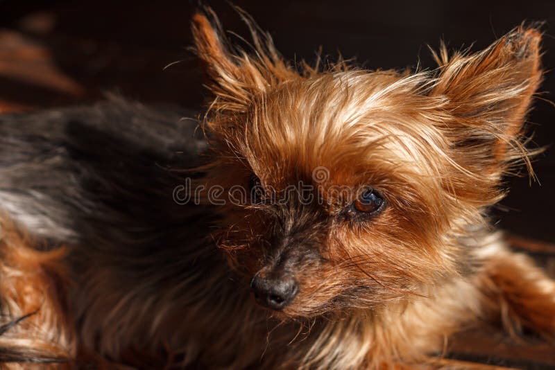 Old Yorkshire terrier stock photo. Image of resting - 227889338