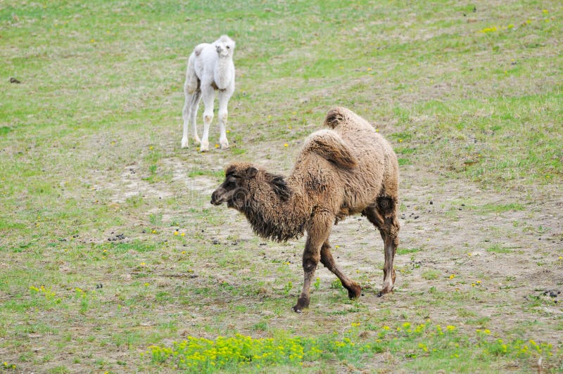 Old and young camel stock image. Image of herbivorous - 33725855