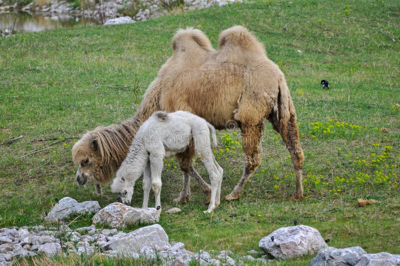 Old and young camel stock photo. Image of standing, wildlife - 33679978