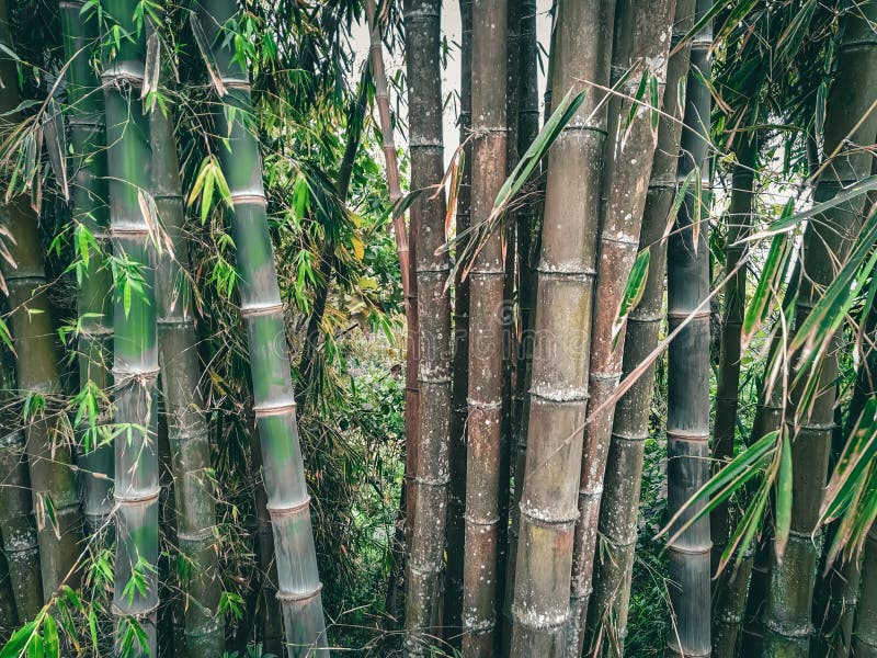 Petung Bamboo Stock Photos - Free & Royalty-Free Stock Photos from ...