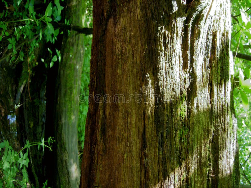 Olde Forrest stock photo. Image of decay, tree, dying - 5460116