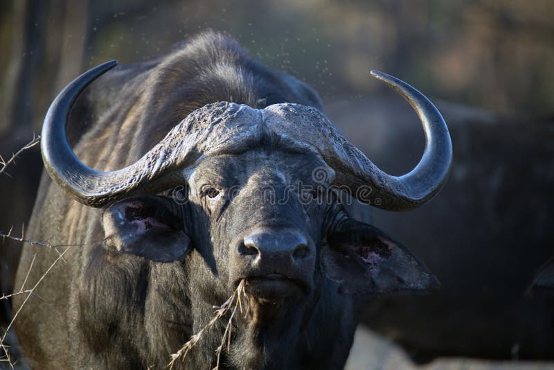 Older Buffalo Eating Dry Grass Stock Image - Image of wilderness ...