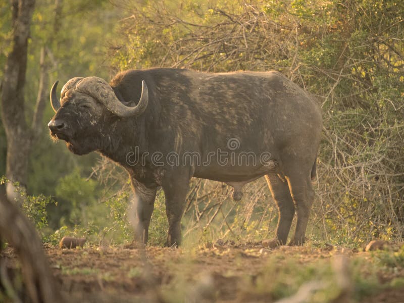 Older Buffalo Standing in Sunset Light Stock Photo - Image of herbivore ...