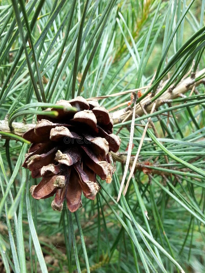Older con of pin tree stock photo. Image of cone, branch - 94374894