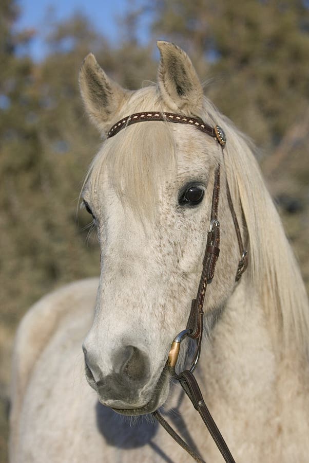 Flea Bitten Grey Arabian Horse