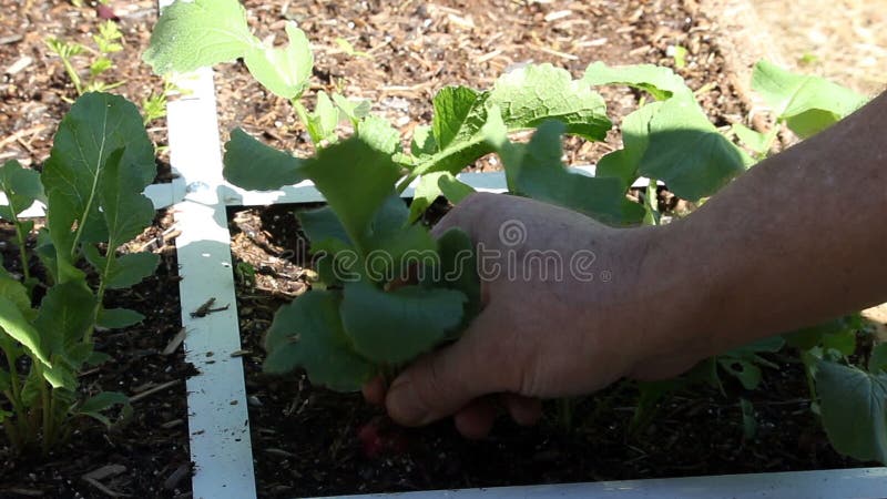 Radish Being Picked from Backyard Garden Older Male Hand Stock Footage ...