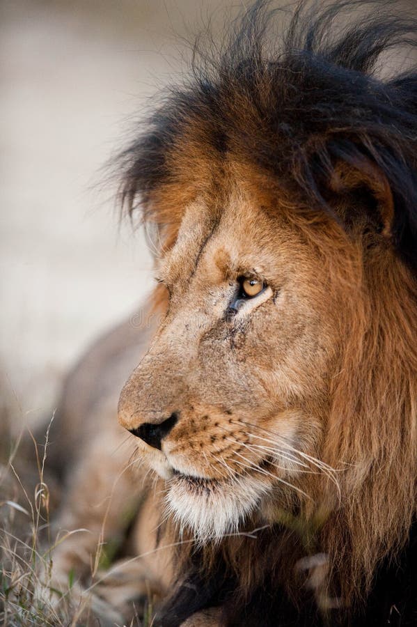 Sad male lion stock photo. Image of blue, environment - 11110968
