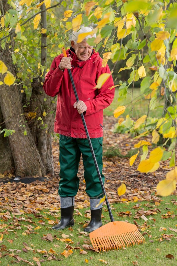 The Older Man Cleans Leaves with a Rake Stock Image - Image of raking ...