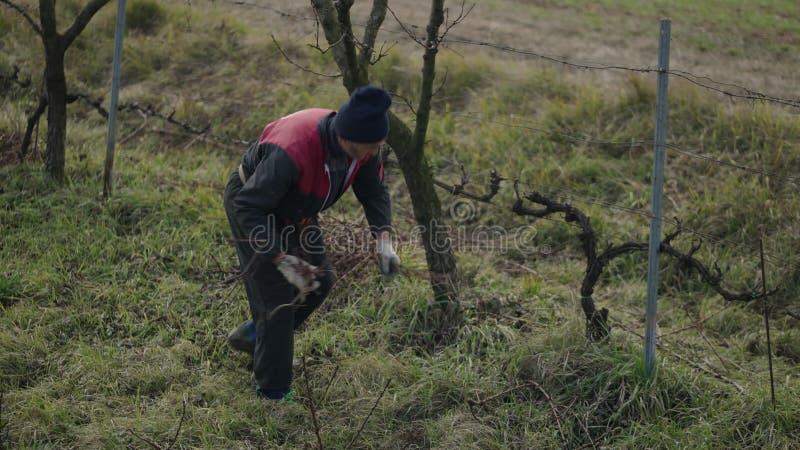 An Older Man Picks Up Branches from the Ground Stock Video - Video of ...