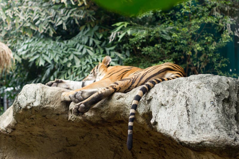 The Older Tiger is Sleeping Stock Image - Image of female, hair: 24415533