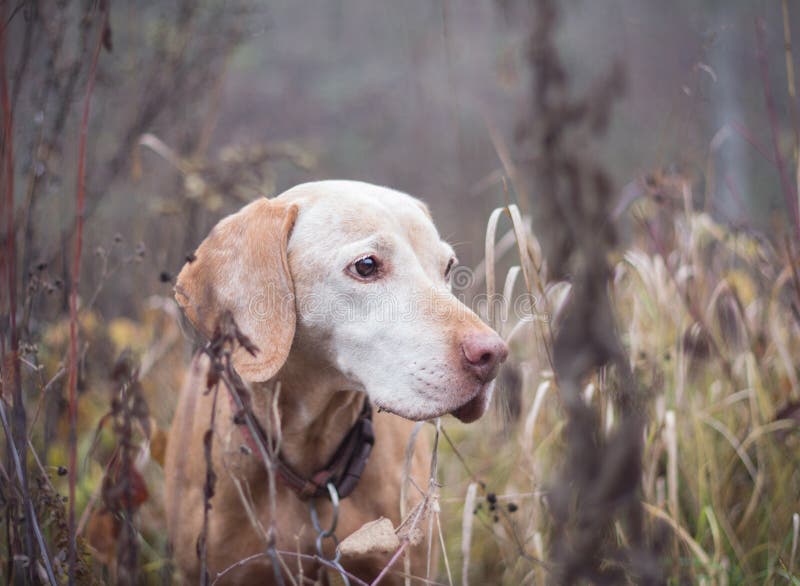 204 Old Vizsla Dog Portrait Stock Photos - Free & Royalty-Free Stock ...