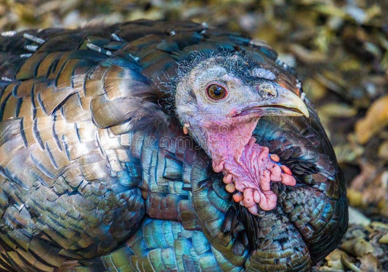 Old Wild turkey stock image. Image of last, older, wild - 134360445