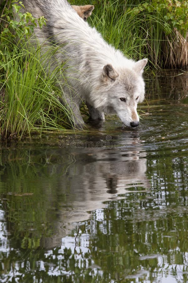 Older Wolf Drinking from River Stock Image - Image of nature, river ...