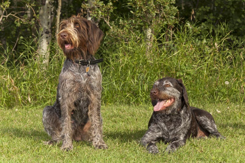 Older and Younger Hunting Dogs Stock Image - Image of pointer, reriever ...