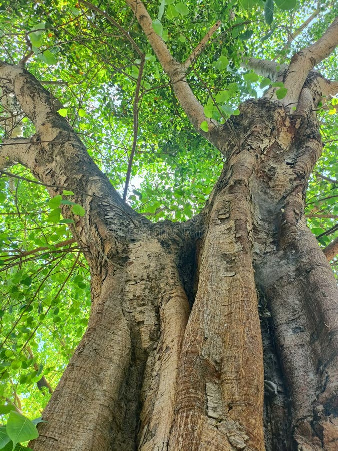 Oldest pipal tree HD stock photo. Image of garden, tree - 244879710