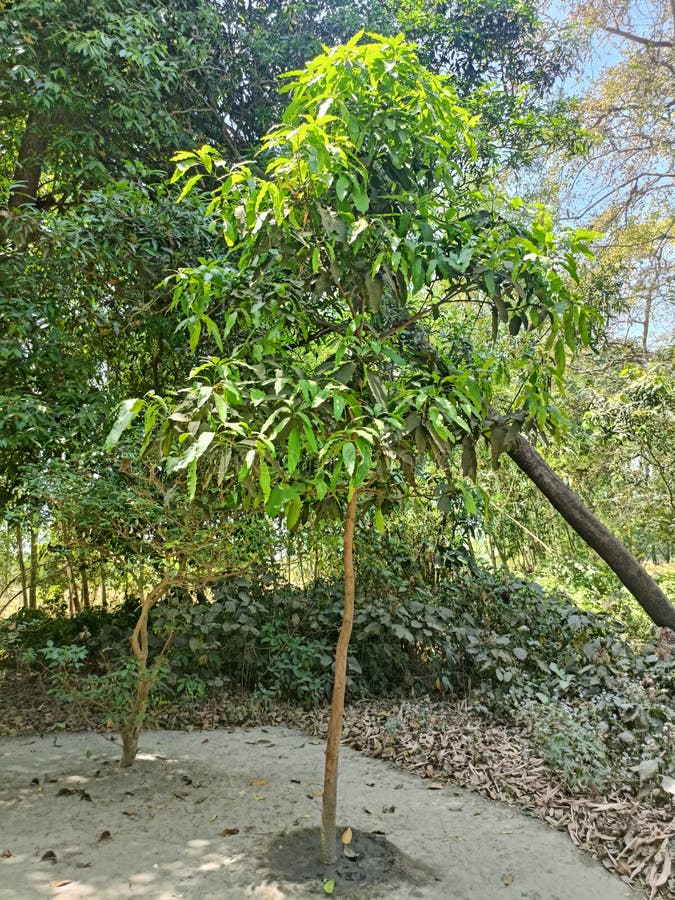 315 Little Mango Tree Stock Photos - Free & Royalty-Free Stock Photos ...
