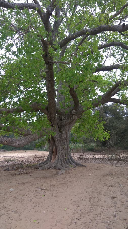 Big tree long tree stock photo. Image of tree, leafs - 101218418