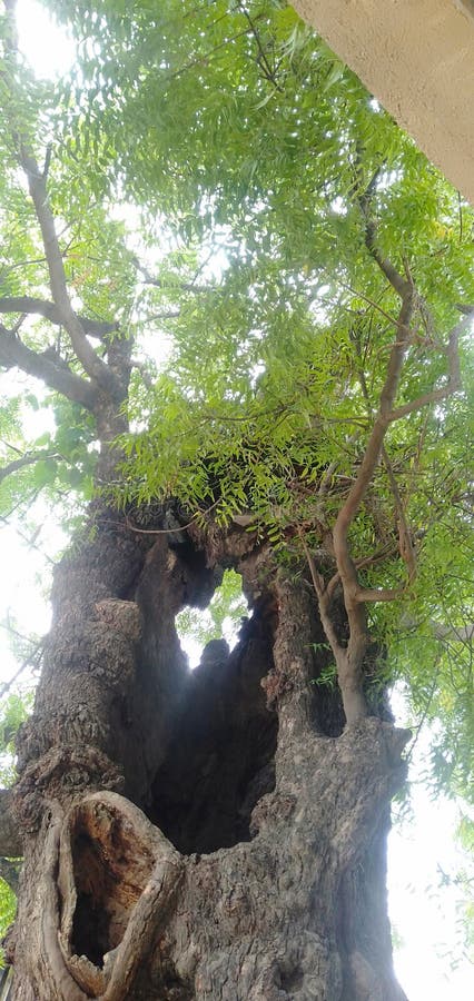 Oldest tree in India stock photo. Image of vegetation - 253897752