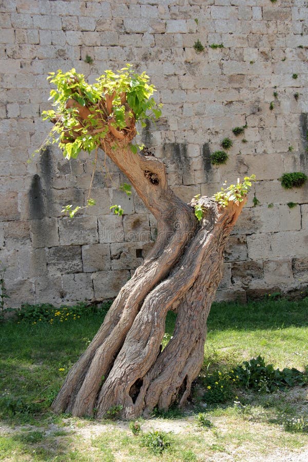 Oldest Tree on the Island of Rhodes Stock Photo - Image of building ...