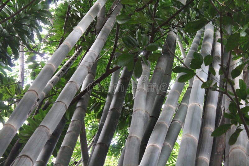 Oldhamii O Bambú Amazonia Del Bambusa Foto de archivo - Imagen de ...