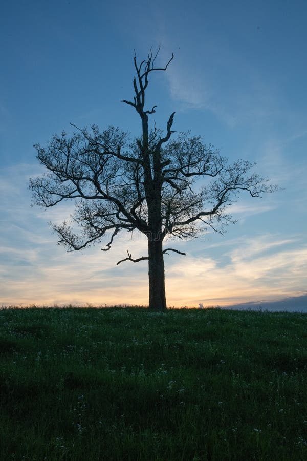 Ole Kentucky Tree in Midway Vertical Stock Photo - Image of pastureland ...