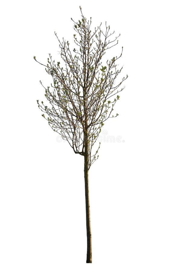 Olea Europaea, Known Also As Olive Tree, Cut Out Tree on White ...
