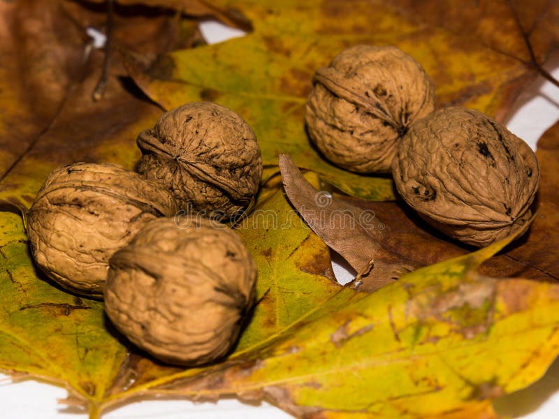 274 Oleaginous Stock Photos - Free & Royalty-Free Stock Photos from ...