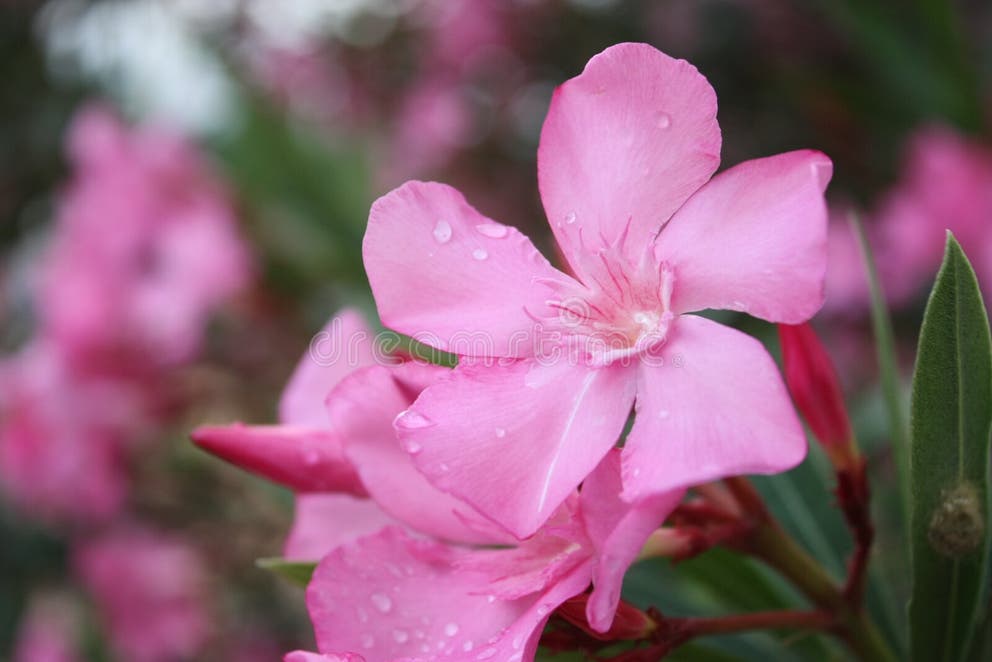 Oleander stock image. Image of macro, water, oleander - 16255379