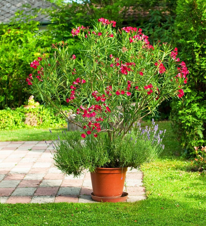 Oleander stock photo. Image of oleander, garden, beauty - 26752664