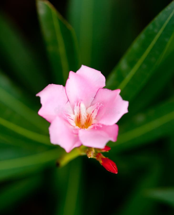 Oleander stock image. Image of botanic, leafy, francesca - 27378371