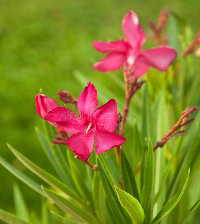 Oleander stock photo. Image of close, nature, park, pretty - 27935444