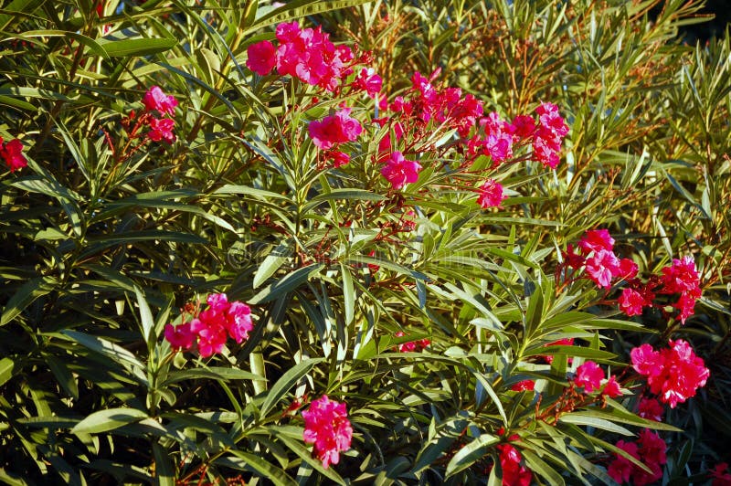 Oleander stock image. Image of poisonous, park, perennial - 29205023