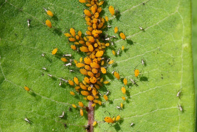 Aphid Bugs on Oleander Leaf Stock Image - Image of colony, leaf: 2228945