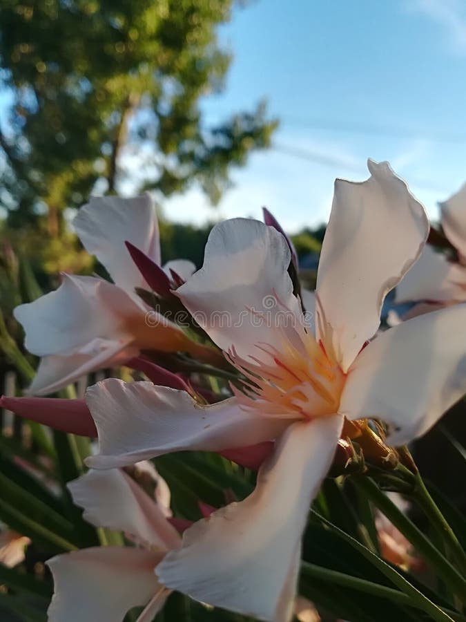 Oleander stock image. Image of calm, beautiful, oleander - 97918451