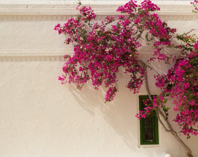 Oleander in Bloom Against the Wall Background Stock Photo - Image of ...