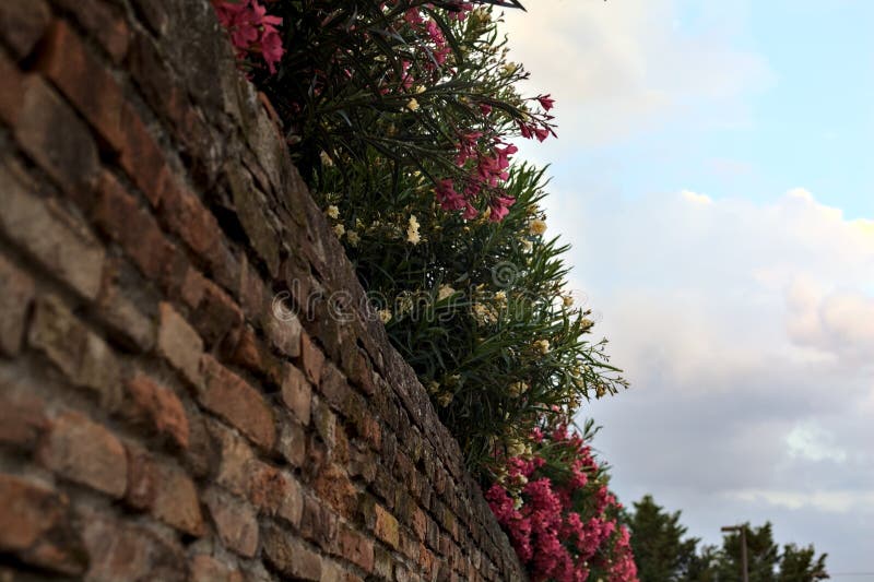 Oleander in Bloom on a Brick Wall Stock Image - Image of forest, floral ...